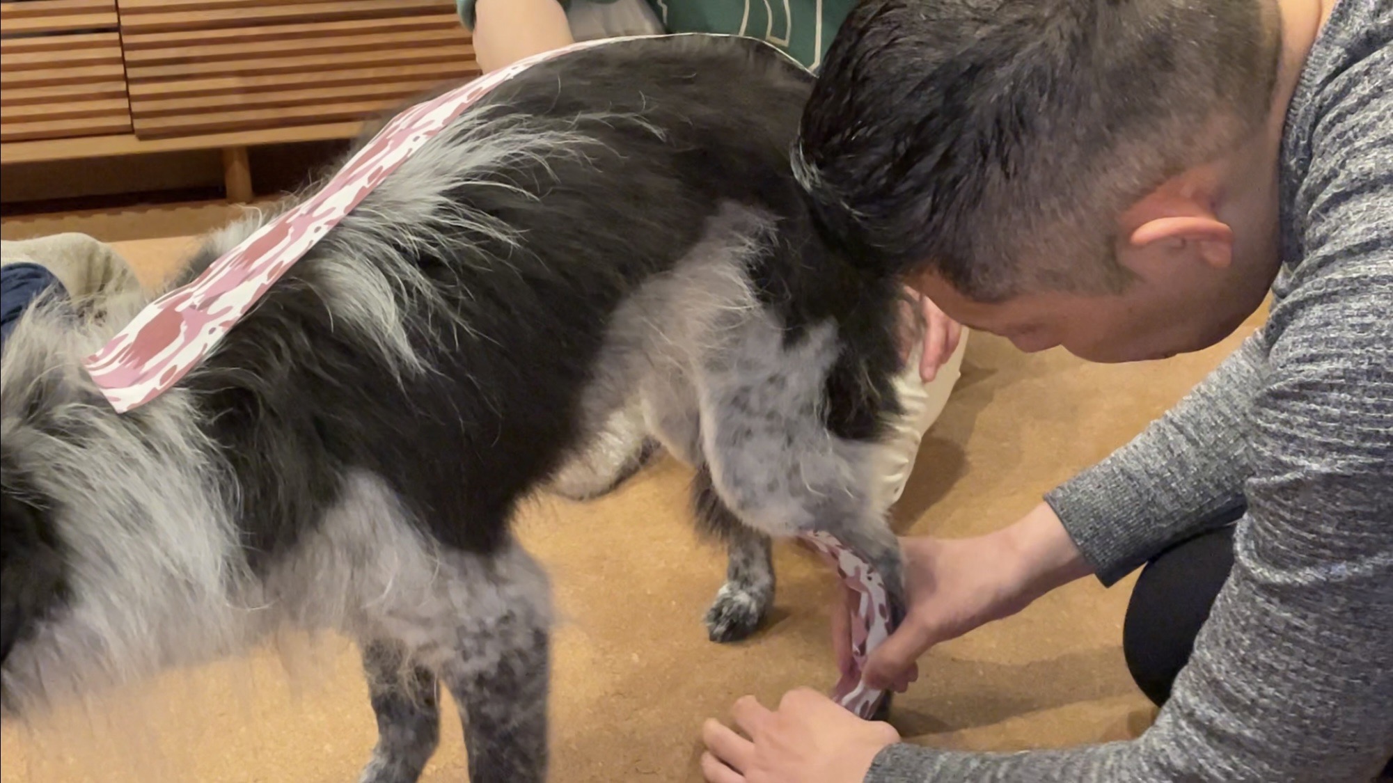 ドッグテーピングについて | 【露木俊治 公式サイト】AscenDant